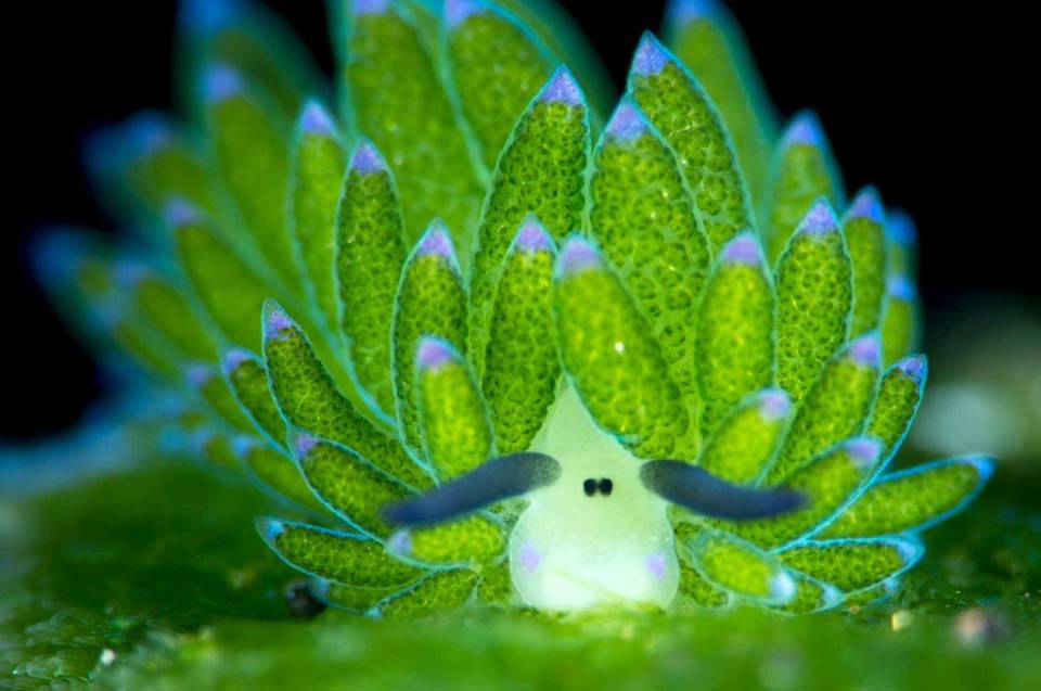 Existe uma lesma marinha com cara de ovelha e que se alimenta do Sol