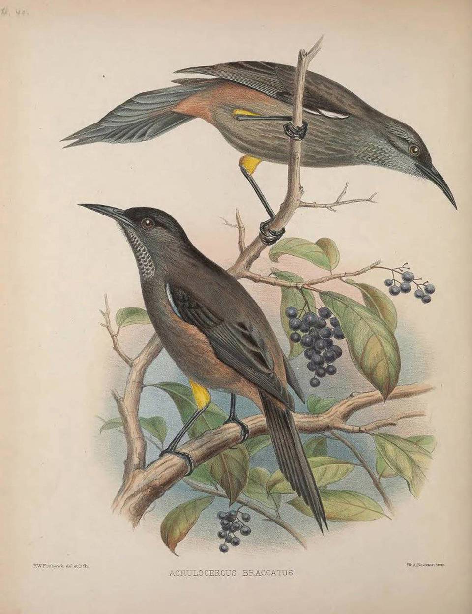 Aves: A história trágica do último oó-de-kauai