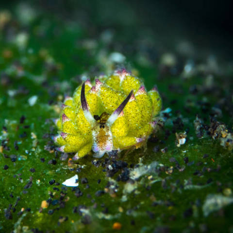 Estes golfinhos machos adultos urinam no ar. Os cientistas têm perguntas.