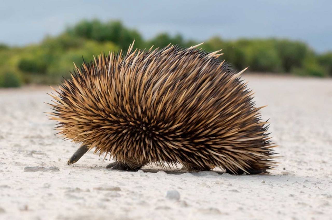 A estranha genitália do equidna, um mamífero com uma categoria só sua