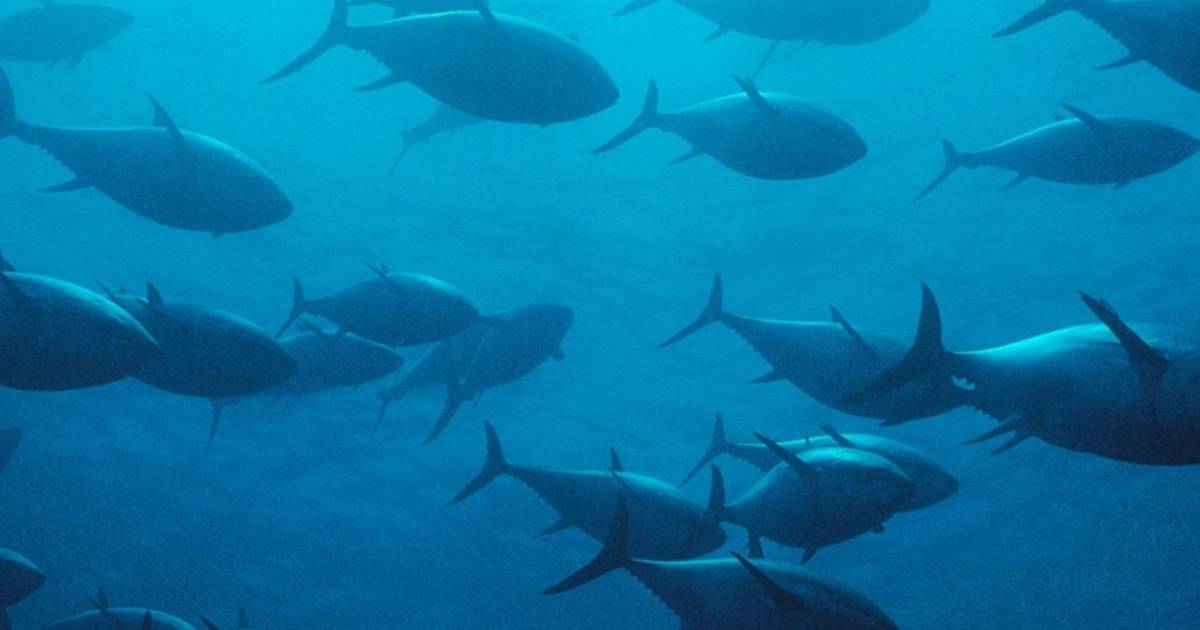 Estas espécies populares de atum já não estão ameaçadas