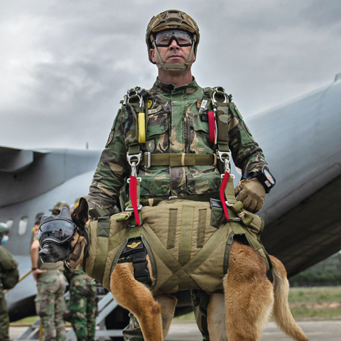 Saca-rabos: a vida errante do rato dos faraós