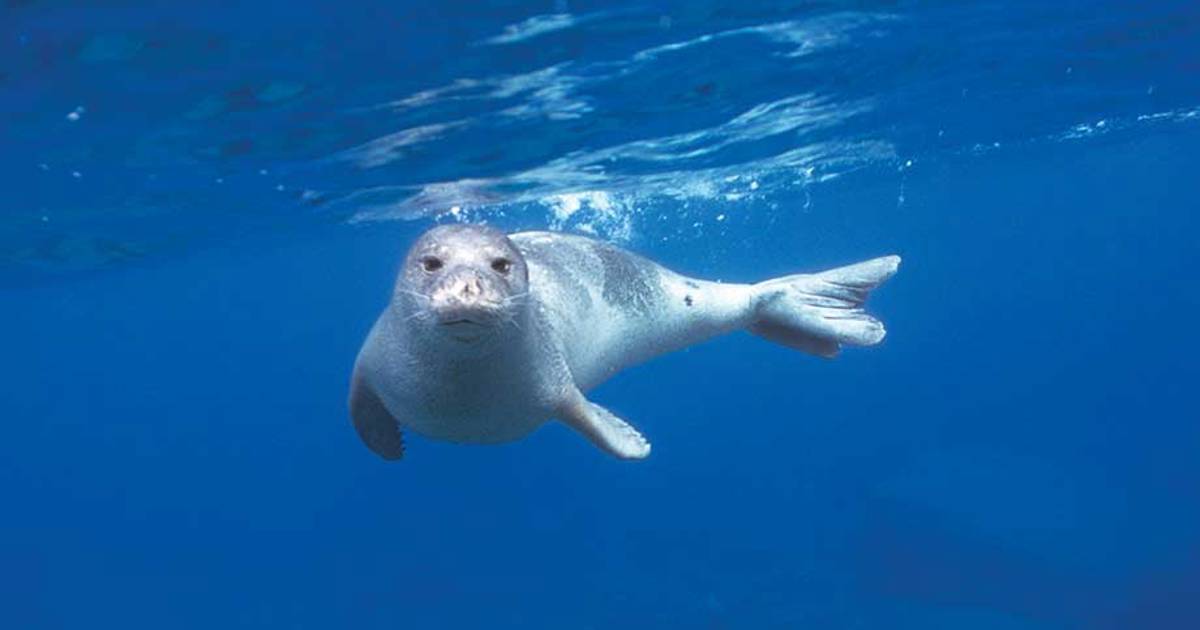 A foca mais rara à face da Terra encontra-se na Madeira