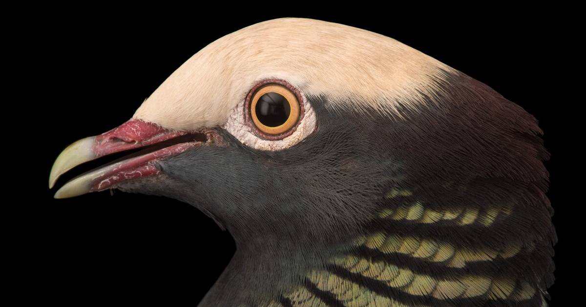 Esqueça tudo aquilo que pensa saber sobre pombos