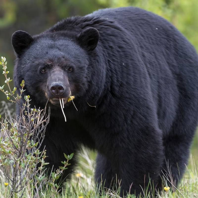 Megalodonte, o monstro marinho mais letal do oceano