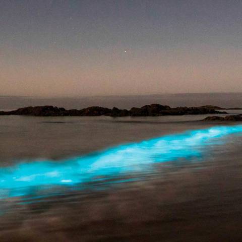 Reportajes y fotografías de Bioluminescência en National Geographic