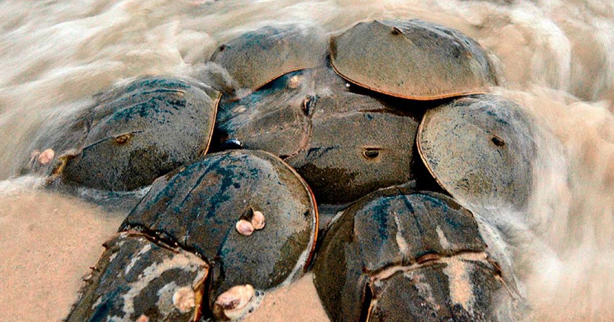 Caranguejos-ferradura-americanos: quando ela atrai um, e outro, e outro e