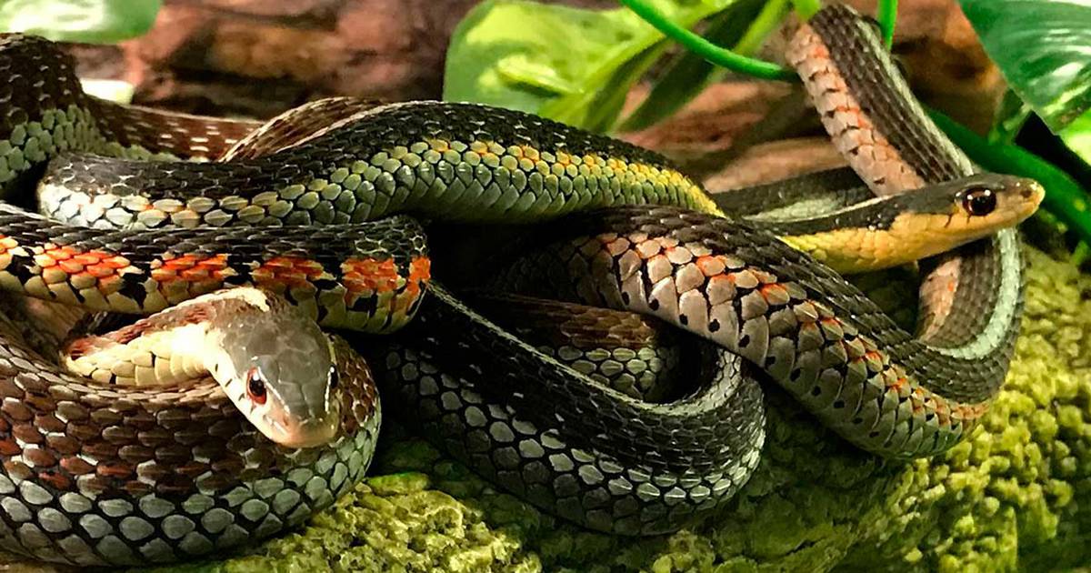 As cobras também têm amigos