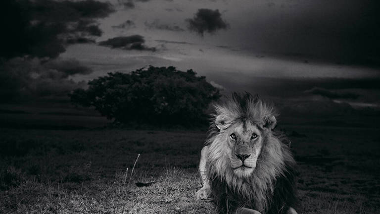 Saca-rabos: a vida errante do rato dos faraós