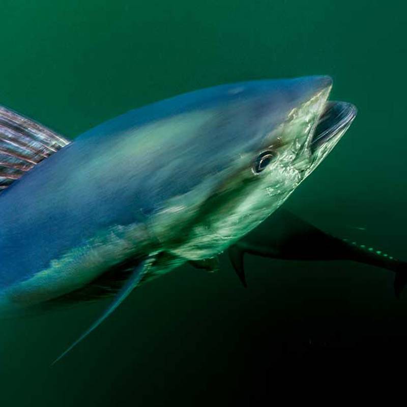 Atum-rabilho: Porque é que o "atum dos atuns" já não pode ser pescado?
