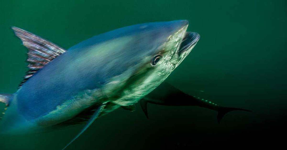 Atum: rápido e épico