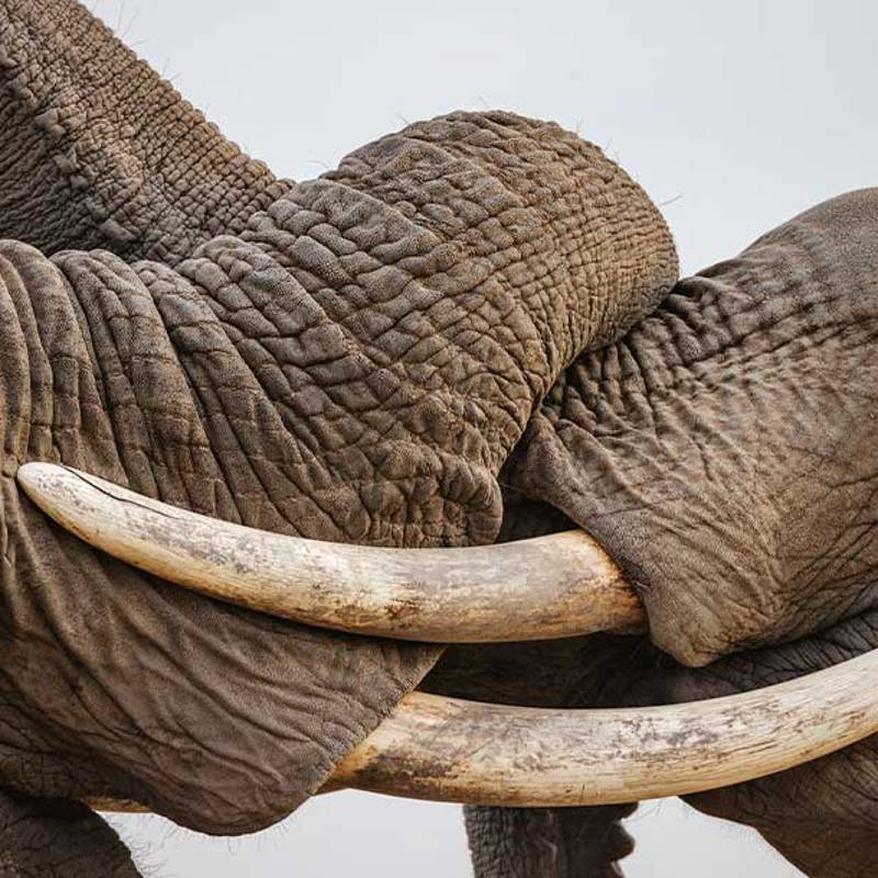 Charlie Hamilton James