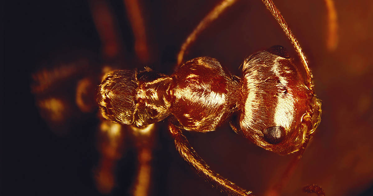 Como as formigas sobrevivem no Saara a 50ºC
