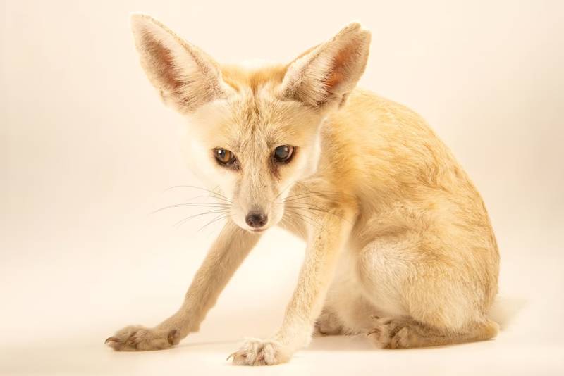 Conheça os animais que conseguem suportar calor extremo