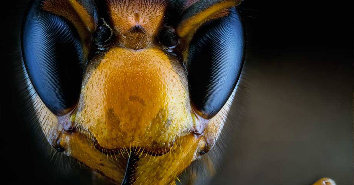 Técnicos e cientistas discutem como reagir às vespas asiáticas