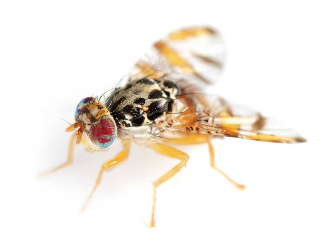 O mapa neuronal de uma pequena mosca