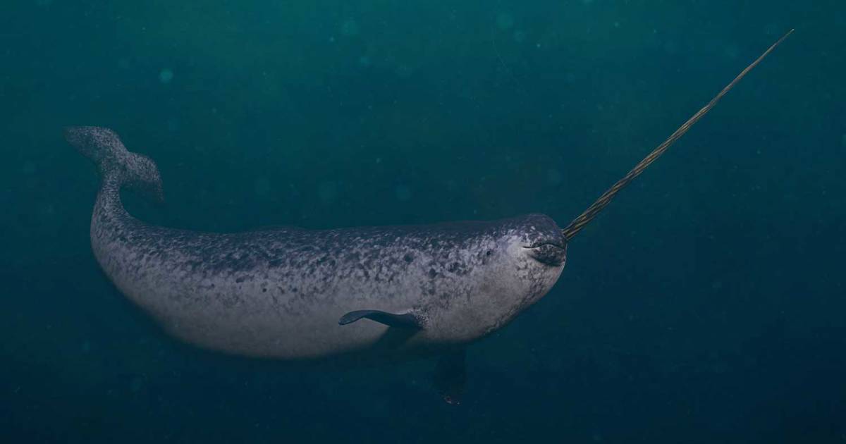 Vídeo captado por drone resolve o mistério de como o narval usa a sua presa