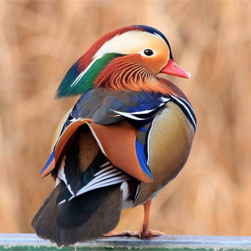 As melhores imagens do ano para a National Geographic