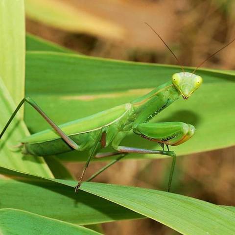 Megalodonte, o monstro marinho mais letal do oceano