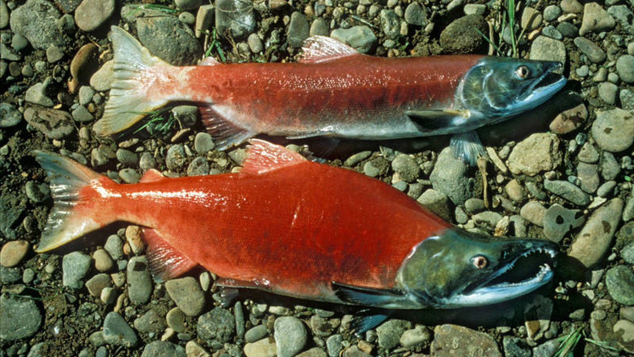 As salamandras-de-fogo podem assustar os predadores com muco fluorescente
