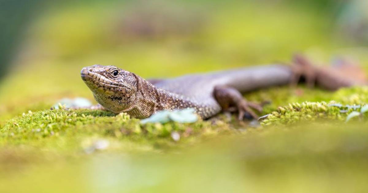 Lagartos: 4 curiosidades que talvez desconheça sobre este grupo de répteis