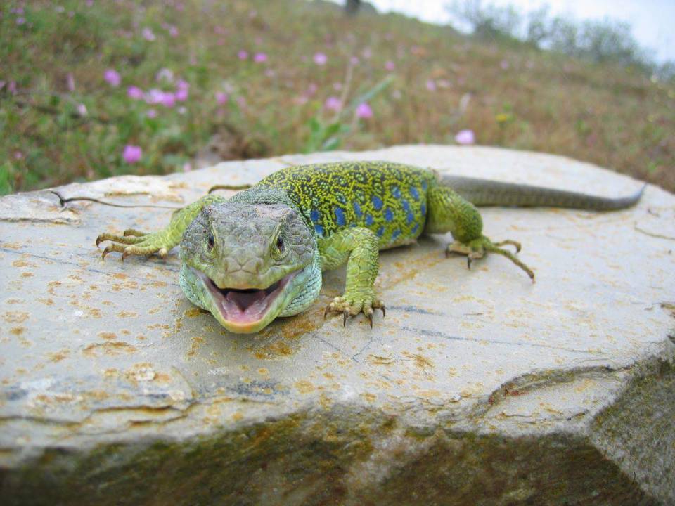 Lagartos: 4 curiosidades que talvez desconheça sobre este grupo de répteis