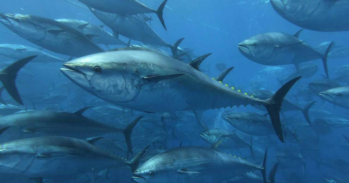 Atum-rabilho: Porque é que o "atum dos atuns" já não pode ser pescado?