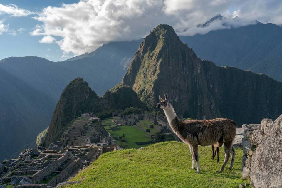 Lama: 5 curiosidades sobre o camelídeo mais abundante na América do Sul