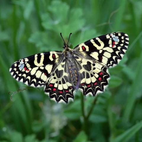 Megalodonte, o monstro marinho mais letal do oceano