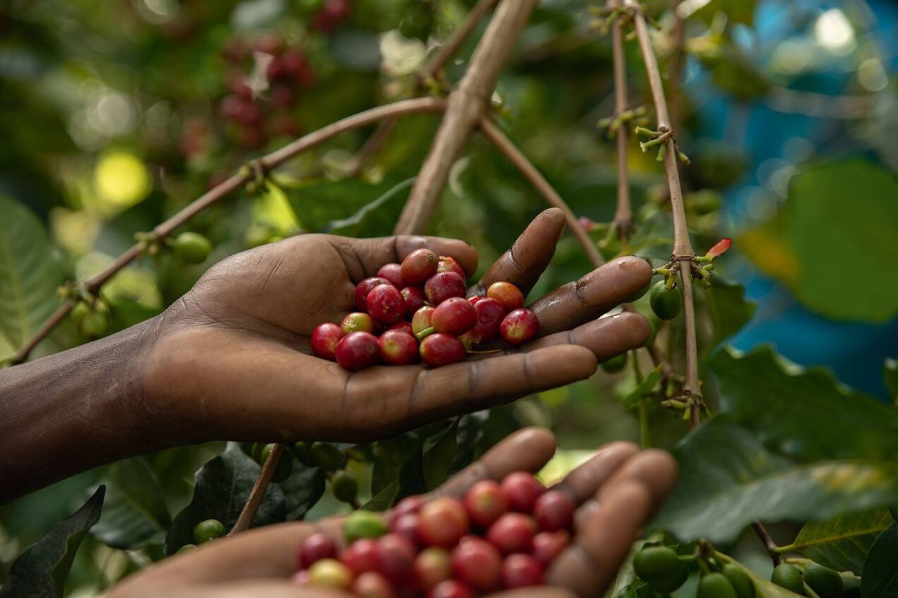 Várias mulheres do Uganda, como Mary, estão a criar um modo de vida