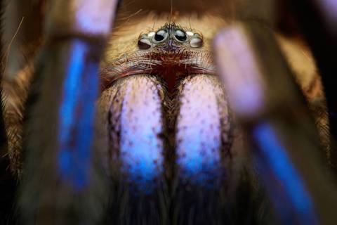 Aranhas azuis: serão tão raras como parecem?