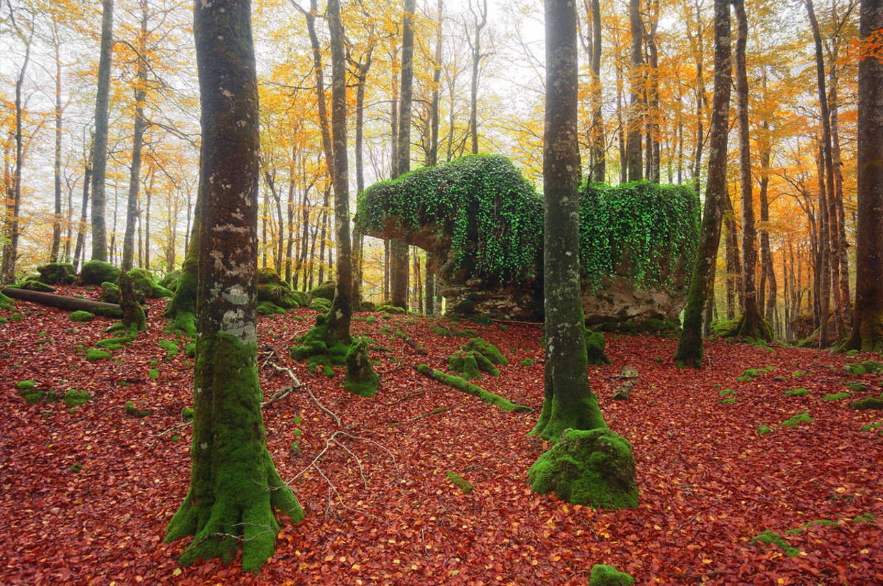 Urbasa-Andía: O bosque mágico de Navarra, em Espanha