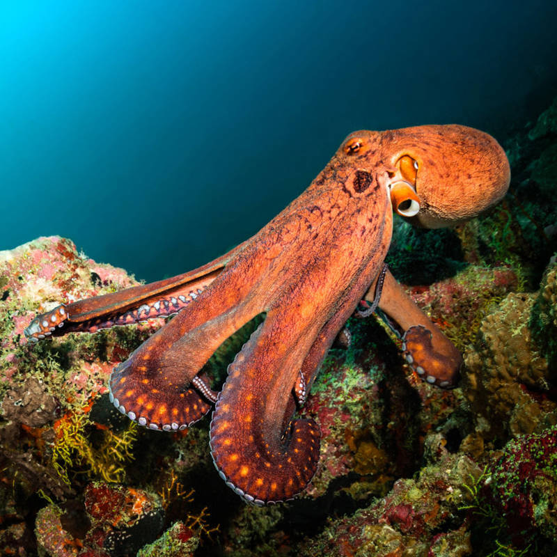 Os 10 factos mais surpreendentes sobre os polvos