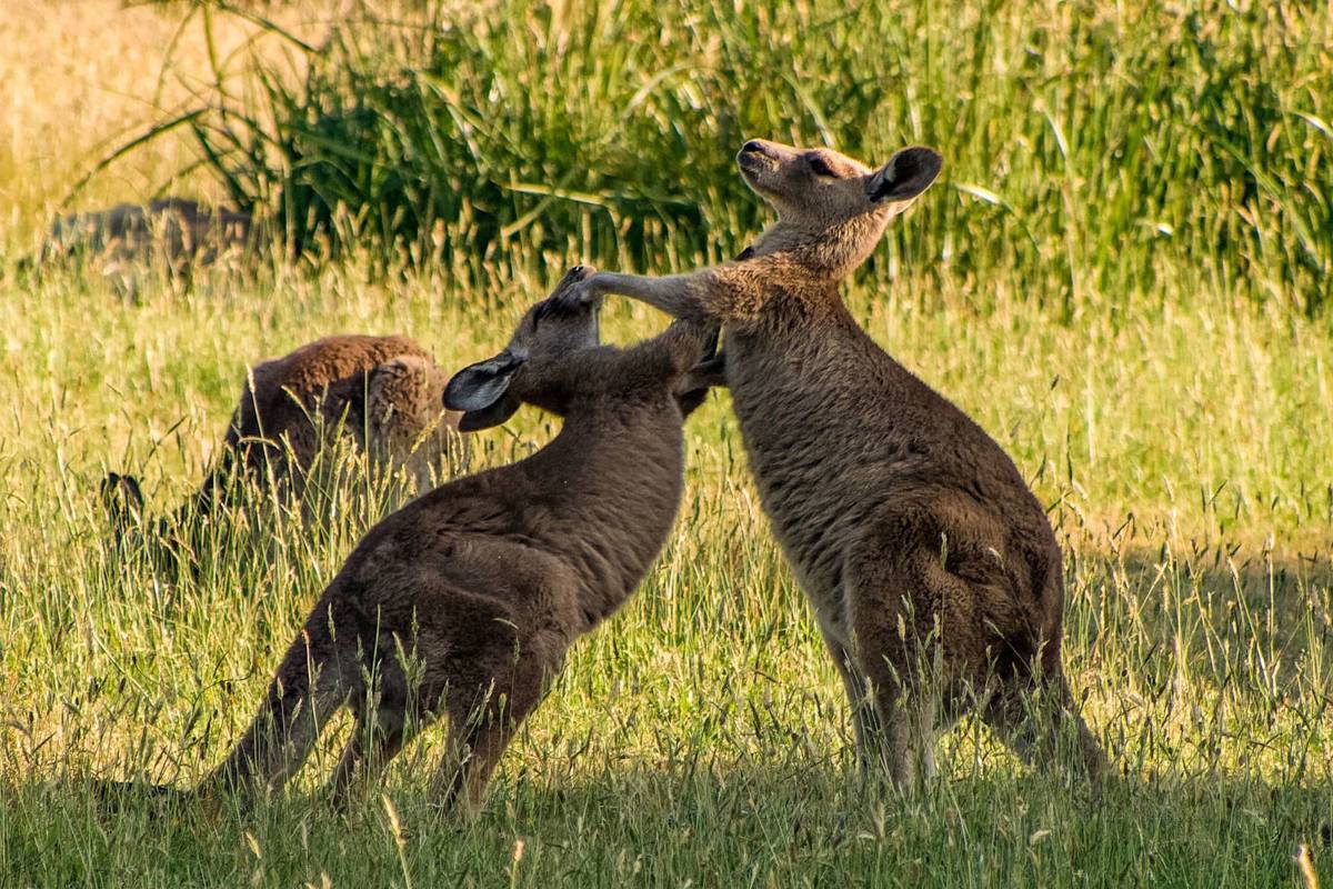 Cangurus, mais do que simples marsupiais saltadores