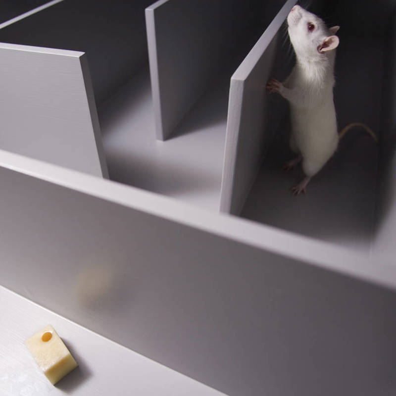 PSPT: Terapia assistida por psicadélicos sob avaliação