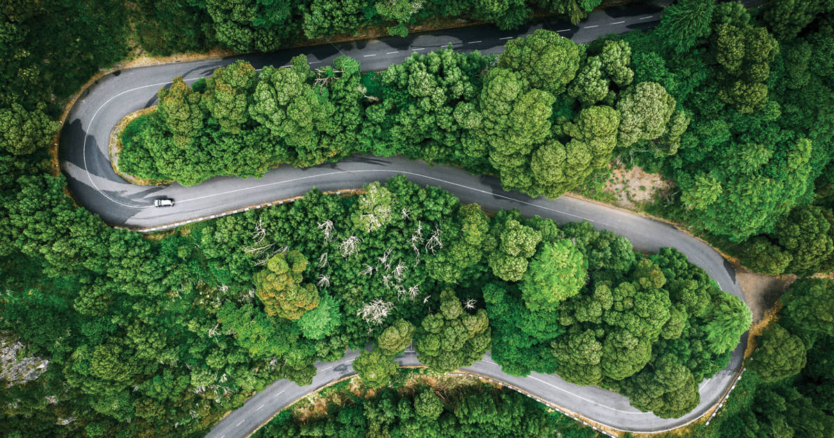 Laurissilva, uma floresta-relíquia que é Património Mundial da Humanidade