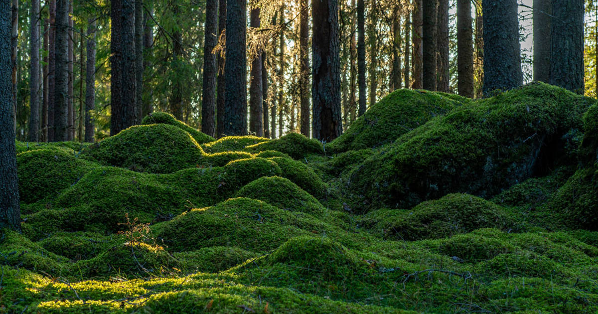 O musgo é vital para o sustento da Terra
