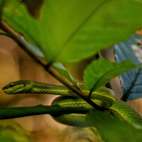 Megalodonte, o monstro marinho mais letal do oceano