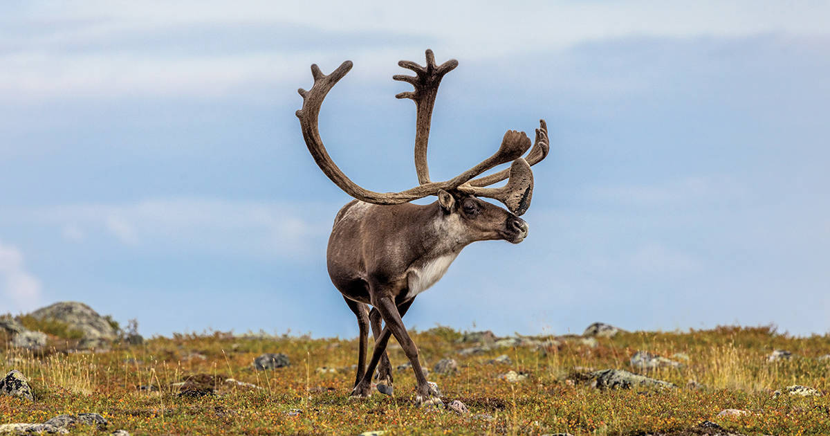 Reportagem: Para onde foram as renas?