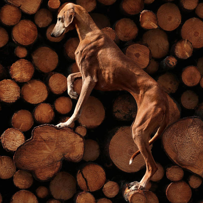 Conheça os vencedores dos Dog Photography Awards 2024