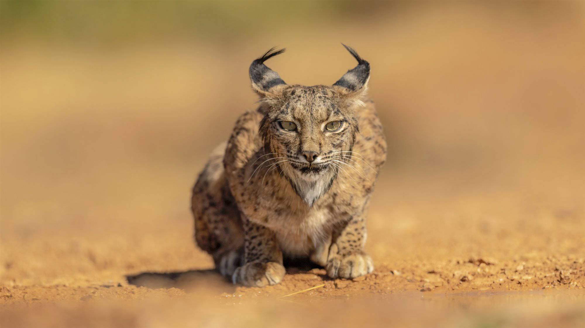 10 curiosidades sobre o lince-ibérico, o segundo mamífero mais ameaçado ...