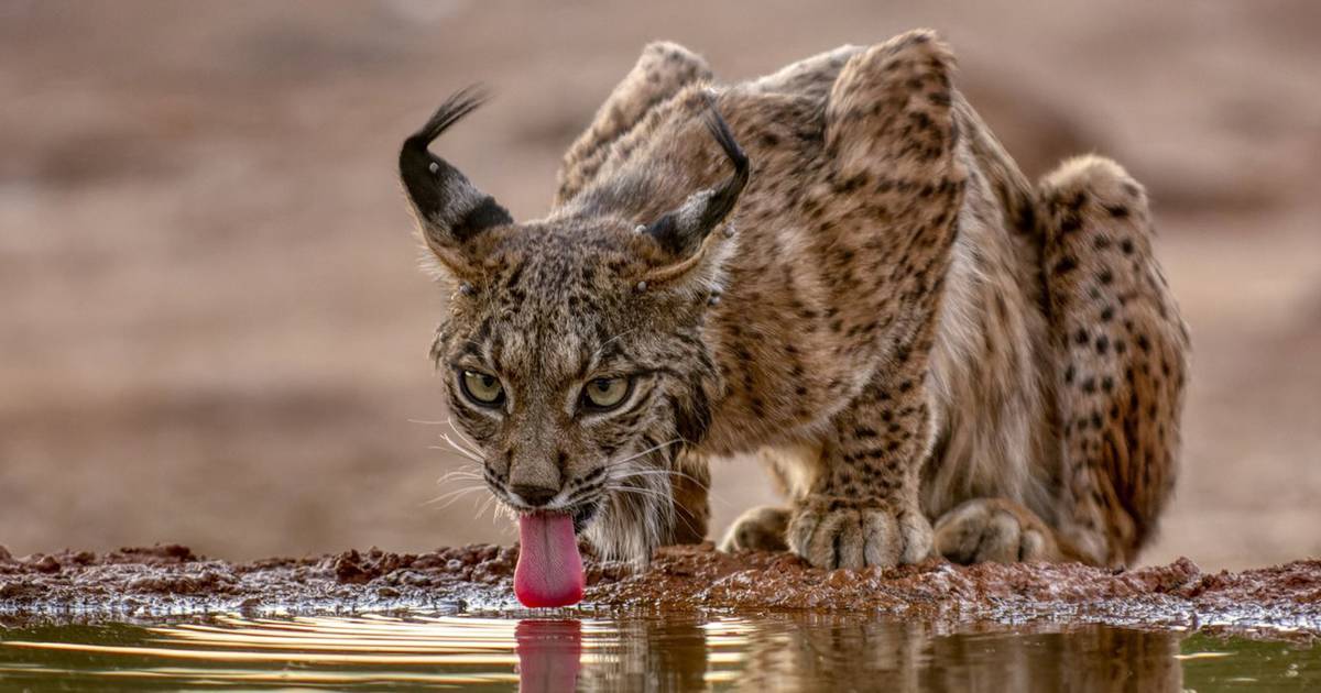 10 curiosidades sobre o lince-ibérico, o segundo mamífero mais ameaçado ...