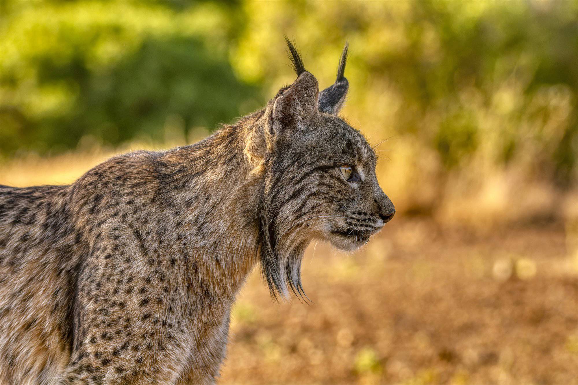 10 curiosidades sobre o lince-ibérico, o segundo mamífero mais ameaçado ...