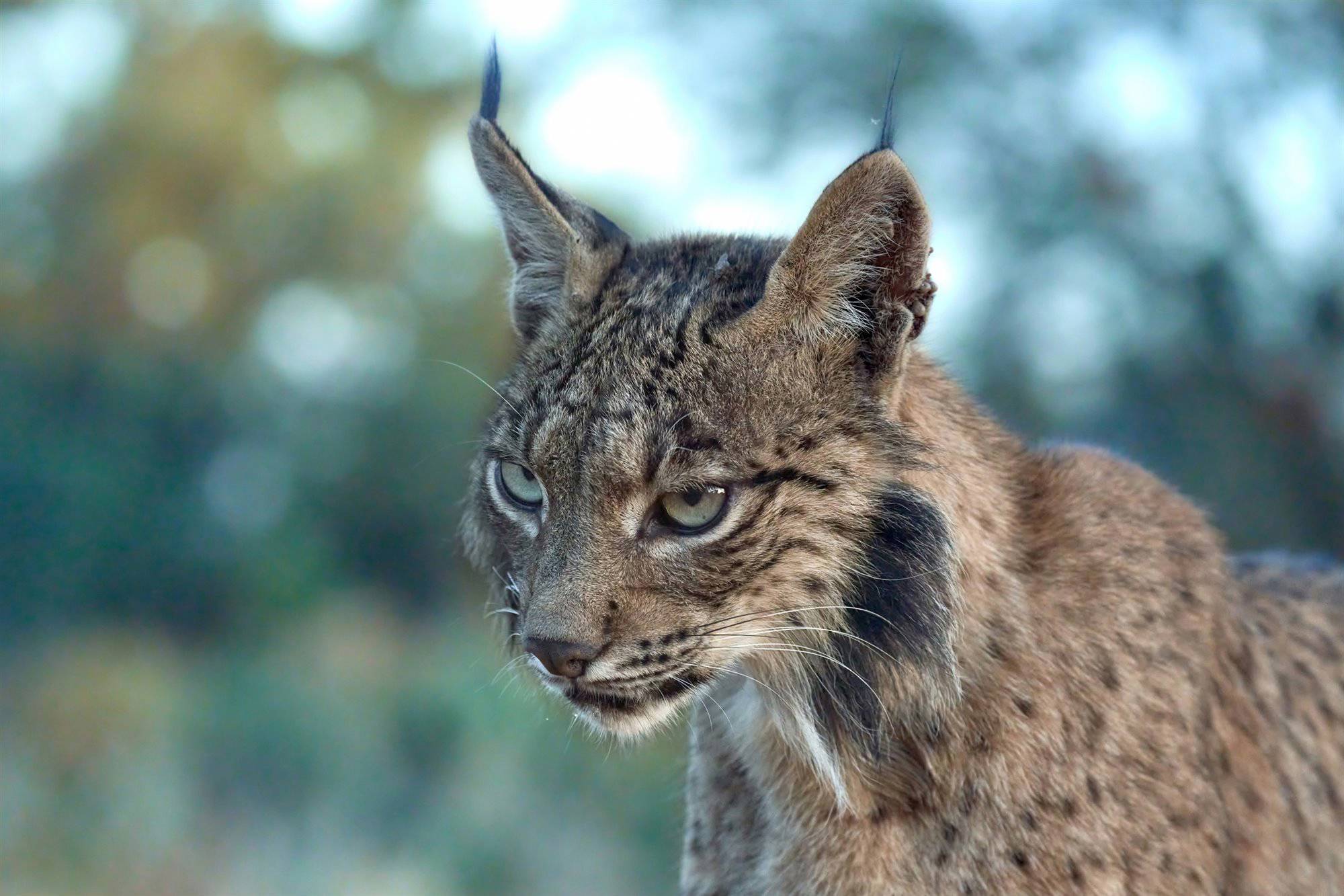 10 curiosidades sobre o lince-ibérico, o segundo mamífero mais ameaçado ...