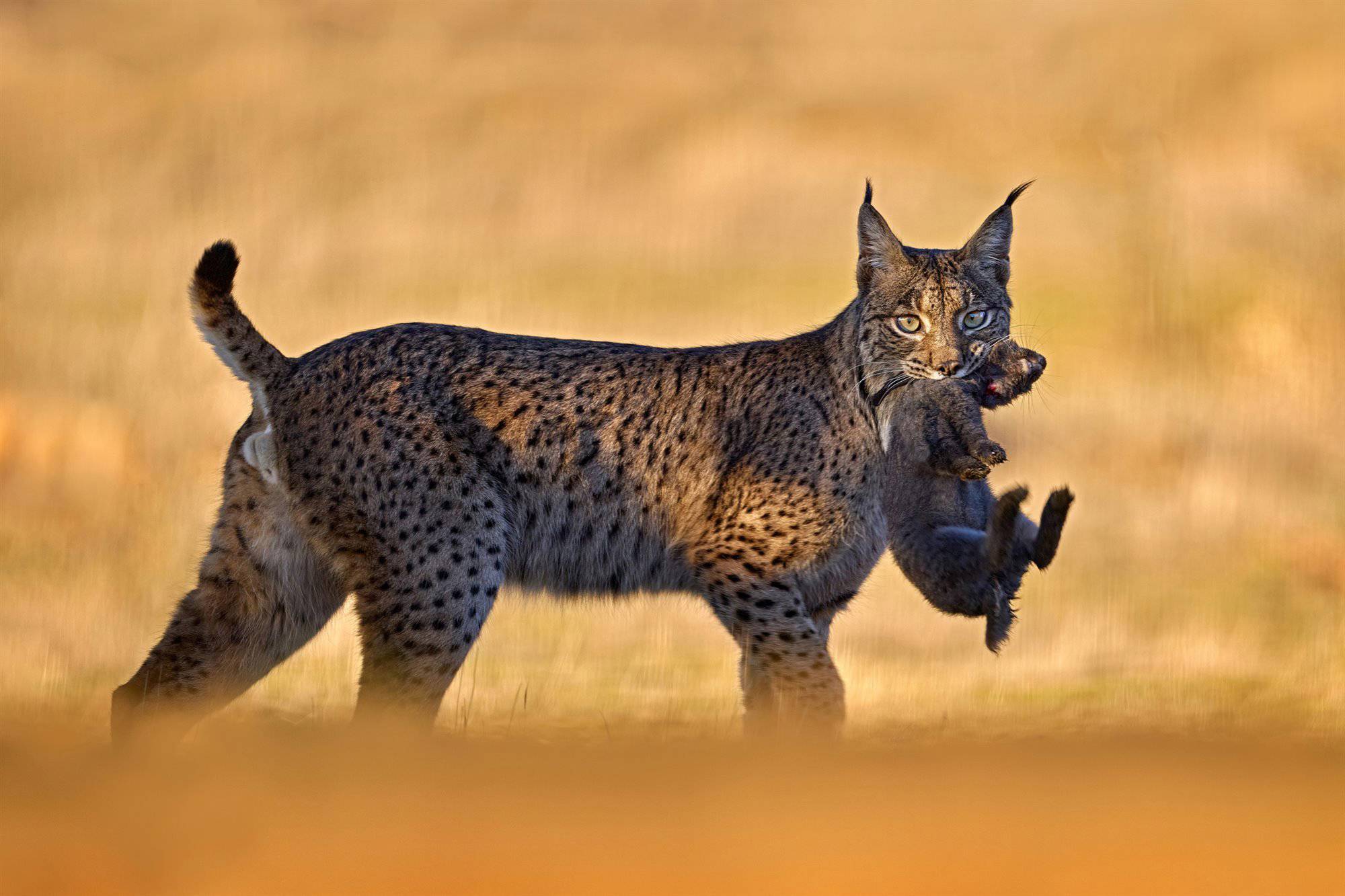 10 curiosidades sobre o lince-ibérico, o segundo mamífero mais ameaçado ...