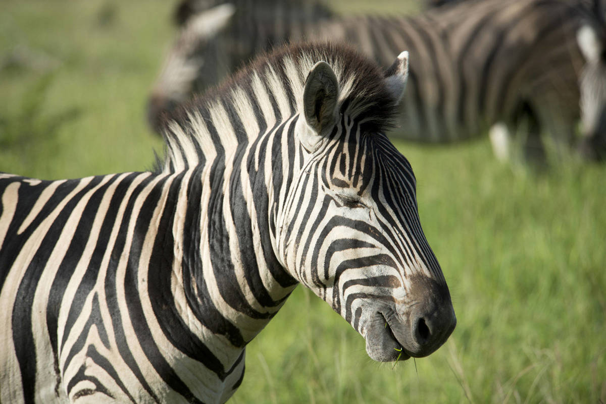 8 curiosidades sobre as zebras