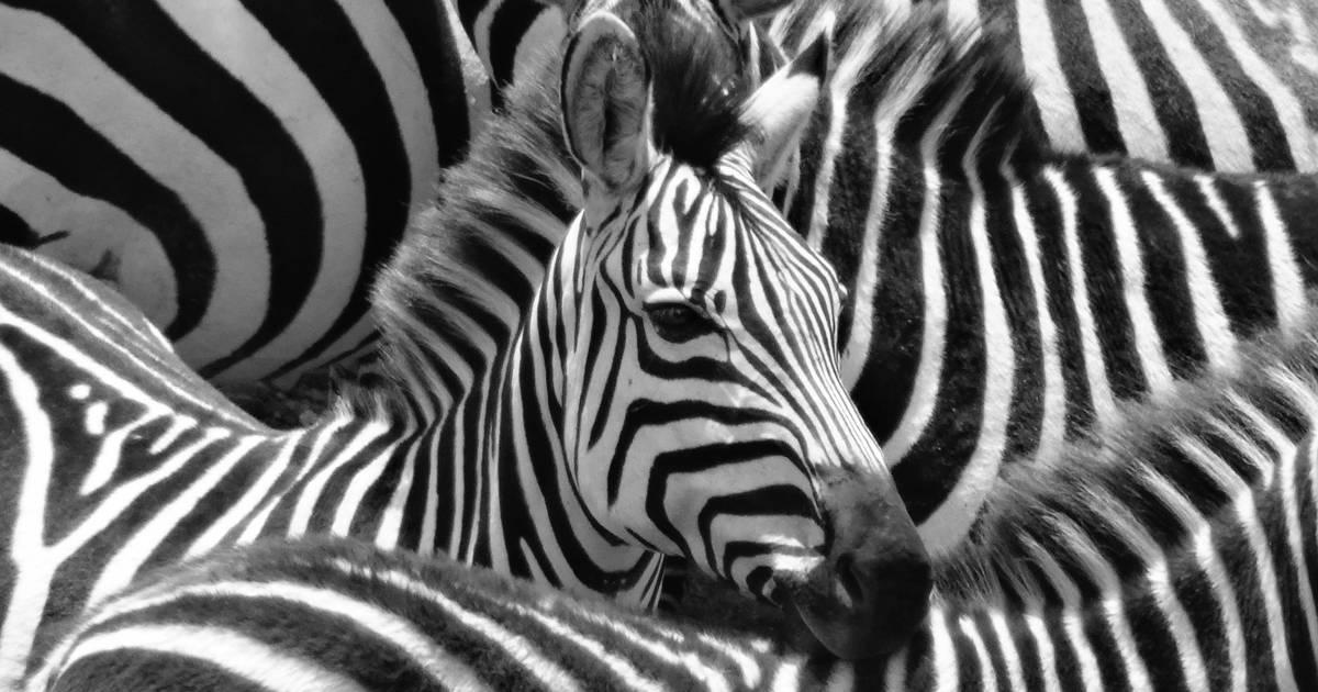 8 curiosidades sobre as zebras