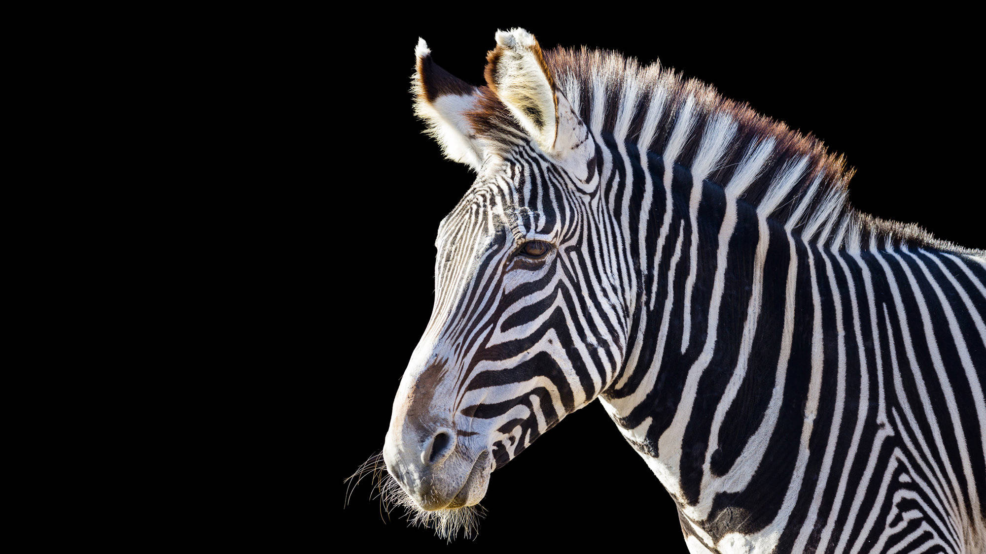 8 curiosidades sobre as zebras