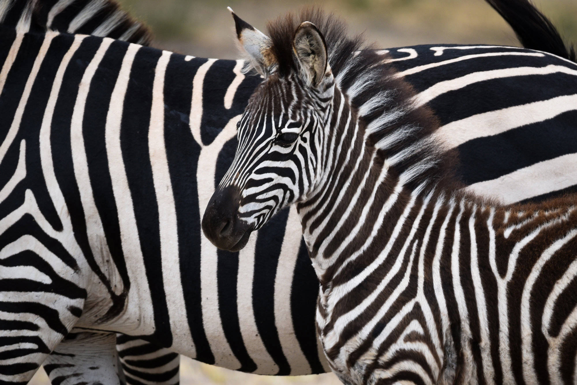 8 curiosidades sobre as zebras