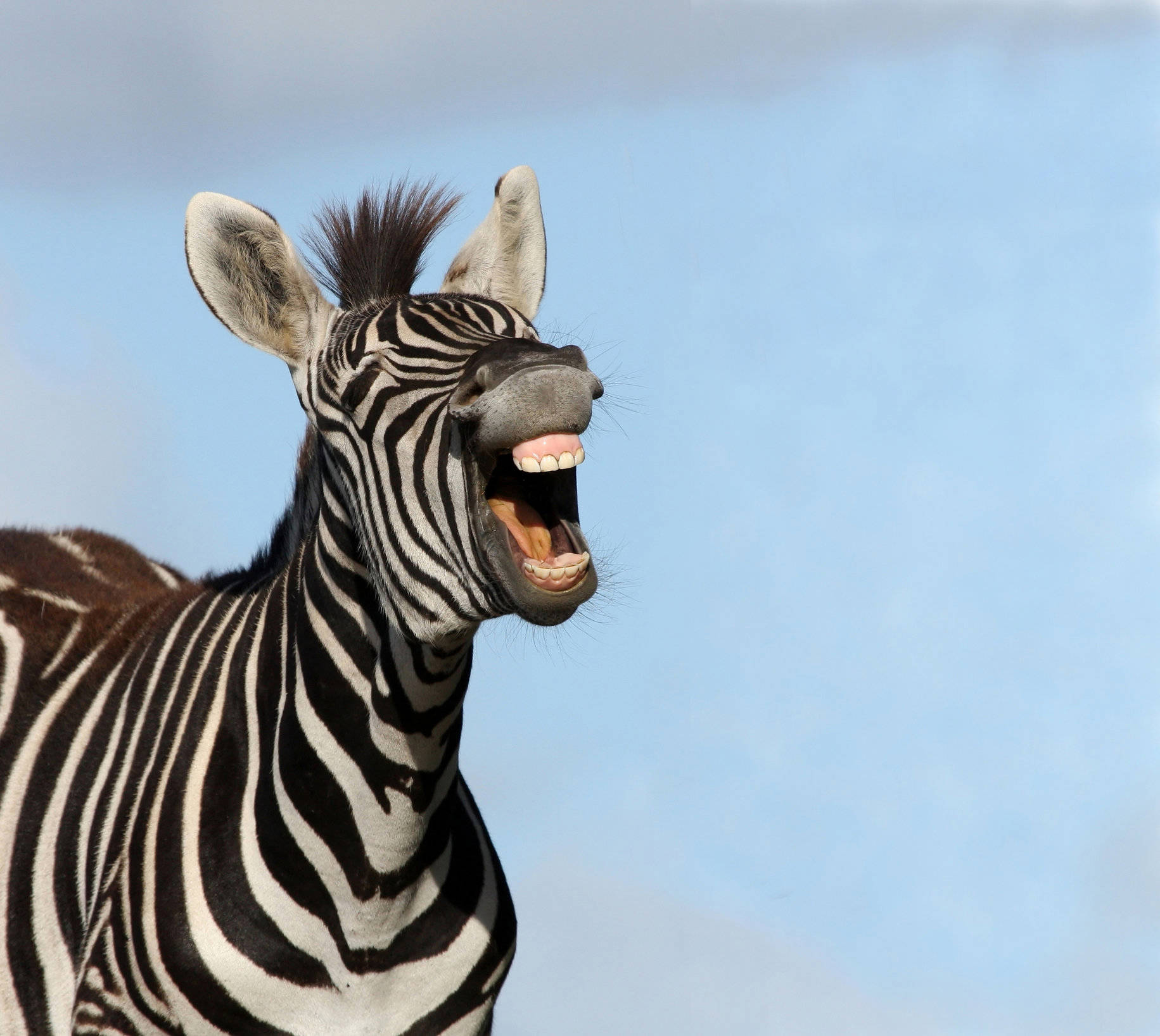 8 curiosidades sobre as zebras